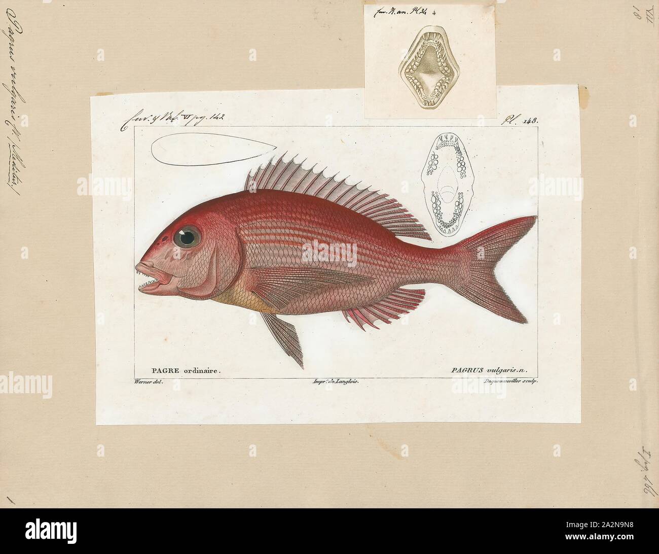 Pagrus hi-res stock photography and images - Alamy