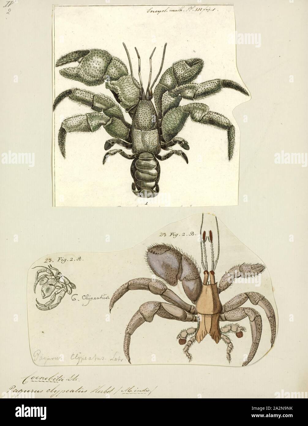 Pagurus clypeatus hi-res stock photography and images - Alamy