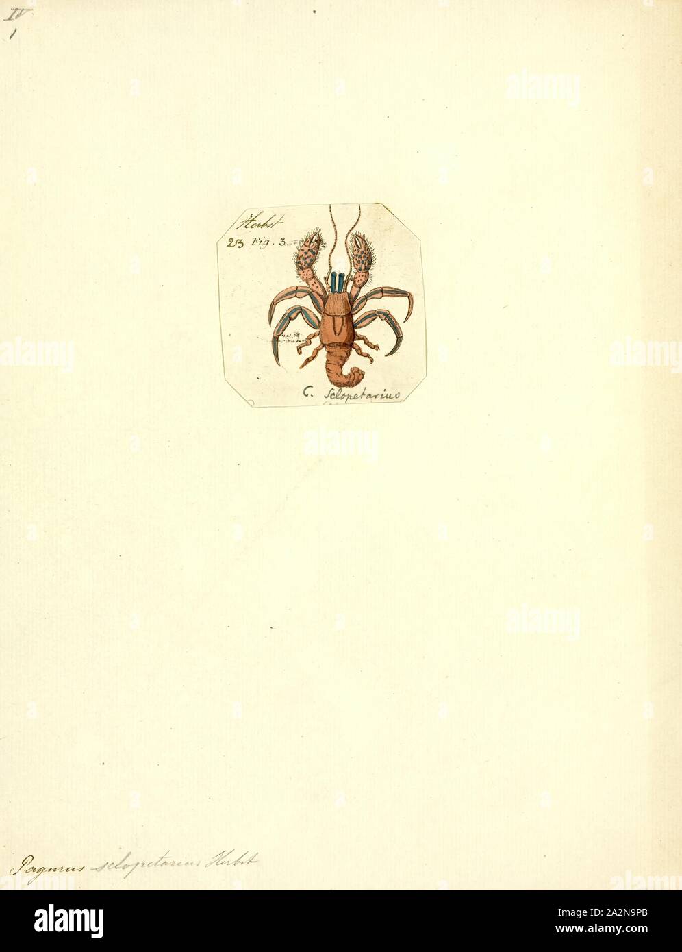 Pagurus sclopetarius hi-res stock photography and images - Alamy