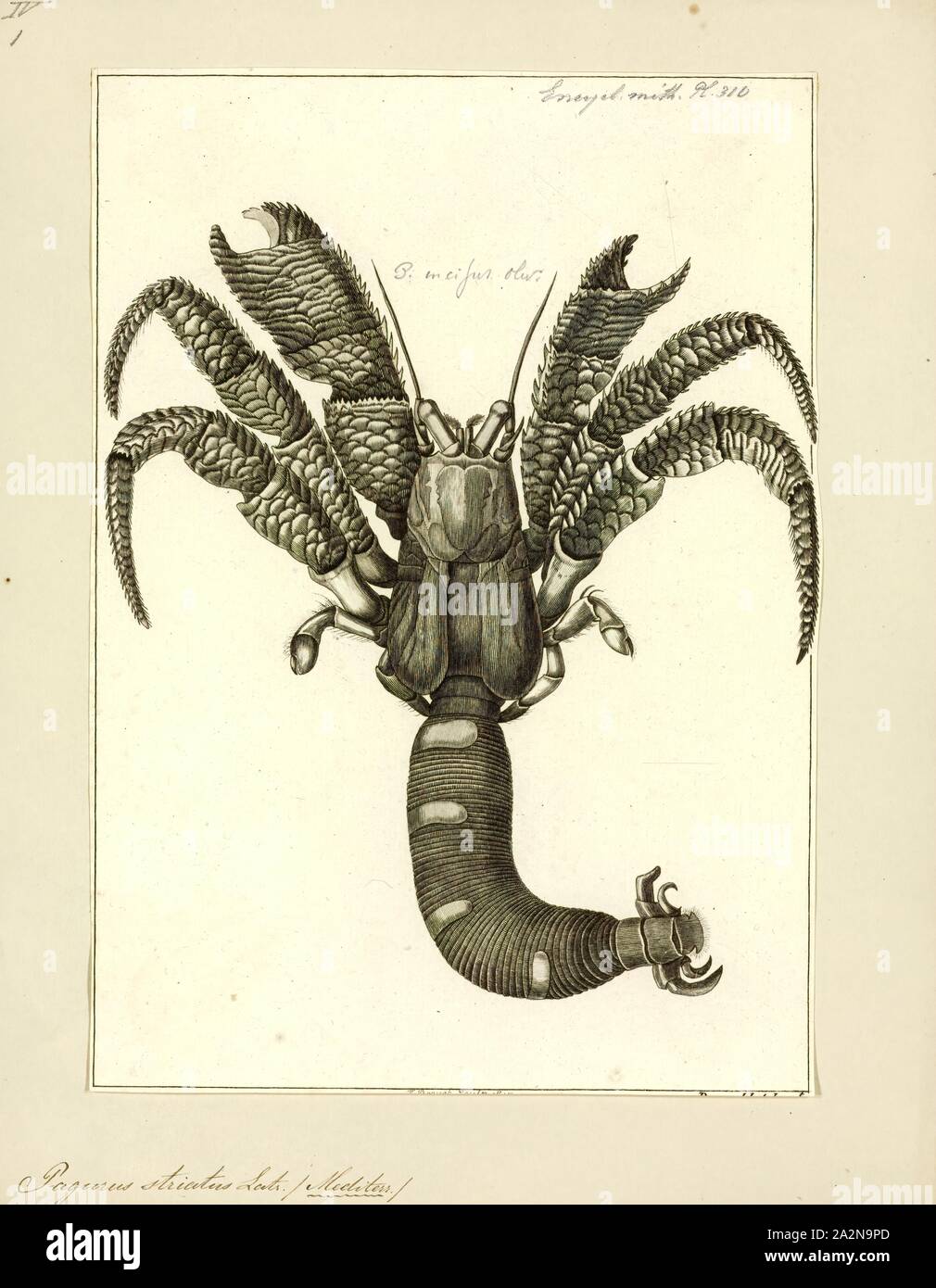 Pagurus striatus hi-res stock photography and images - Alamy