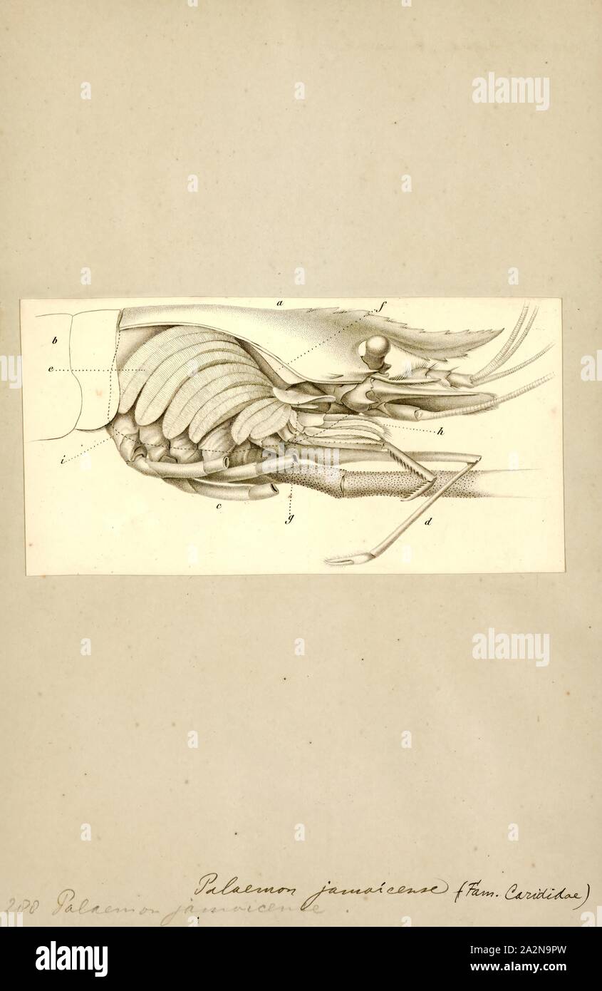 Palaemon jamaicensis hi-res stock photography and images - Alamy