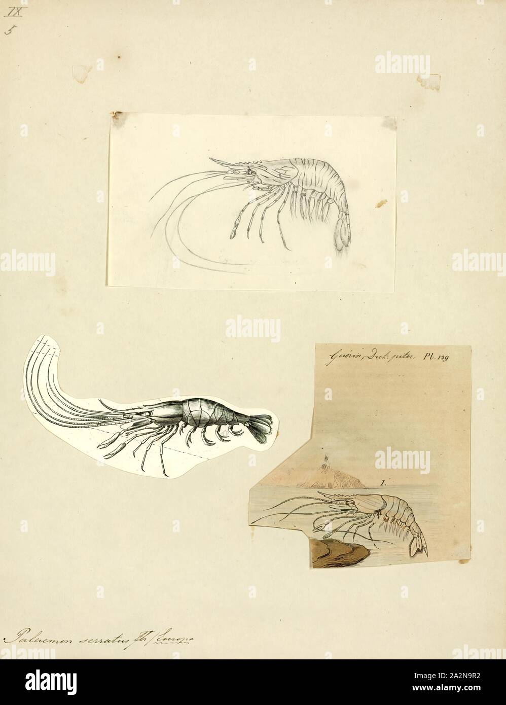 Shrimp common prawn palaemon serratus hi-res stock photography and ...