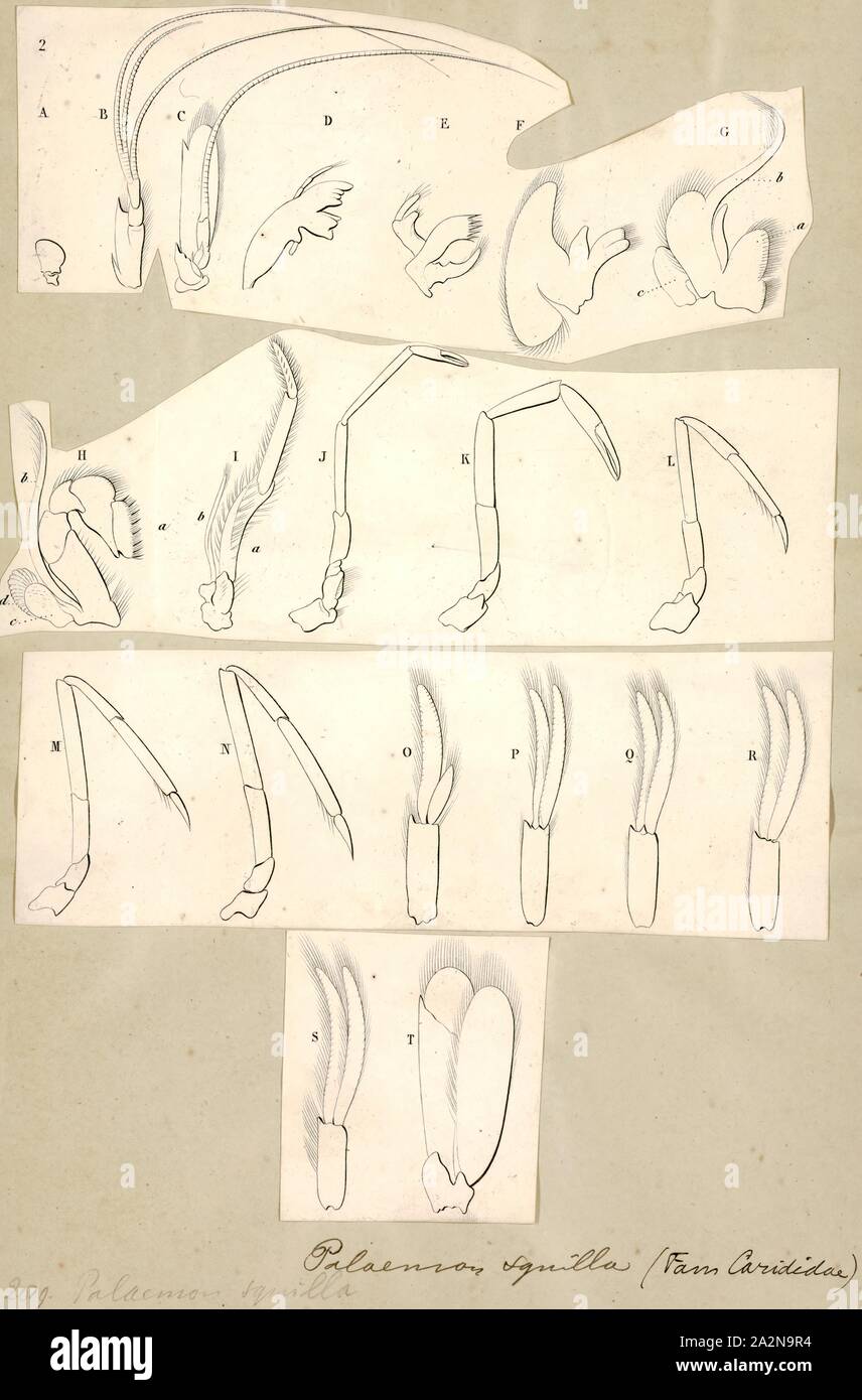 Palaemon squilla, Print Stock Photo - Alamy