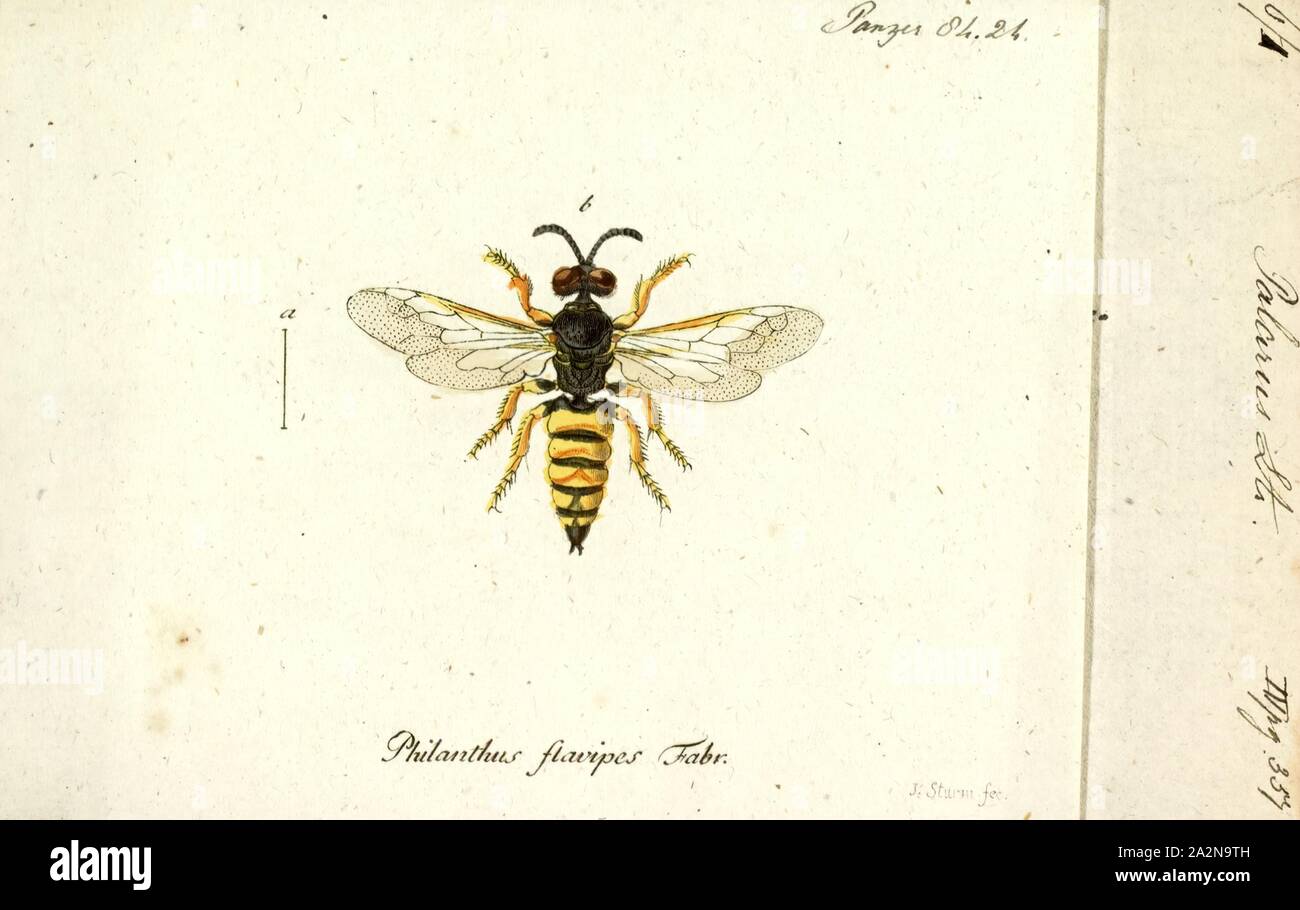 Palarus hi-res stock photography and images - Alamy