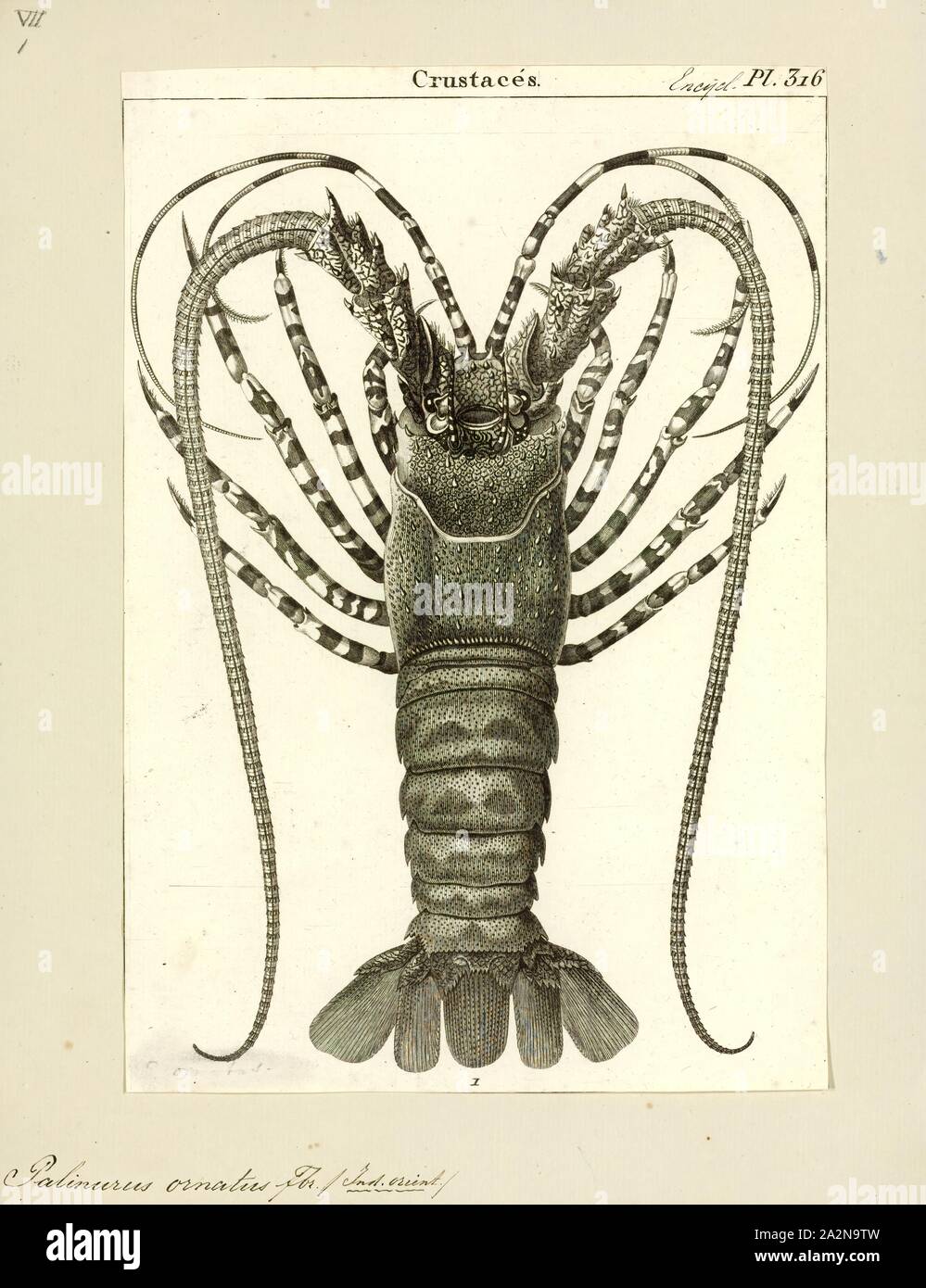 Palinurus ornatus, Print, Panulirus ornatus (known by a number of ...