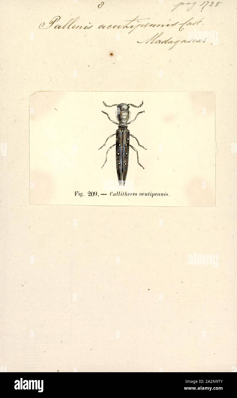 Chaffy receptacle hi-res stock photography and images - Alamy