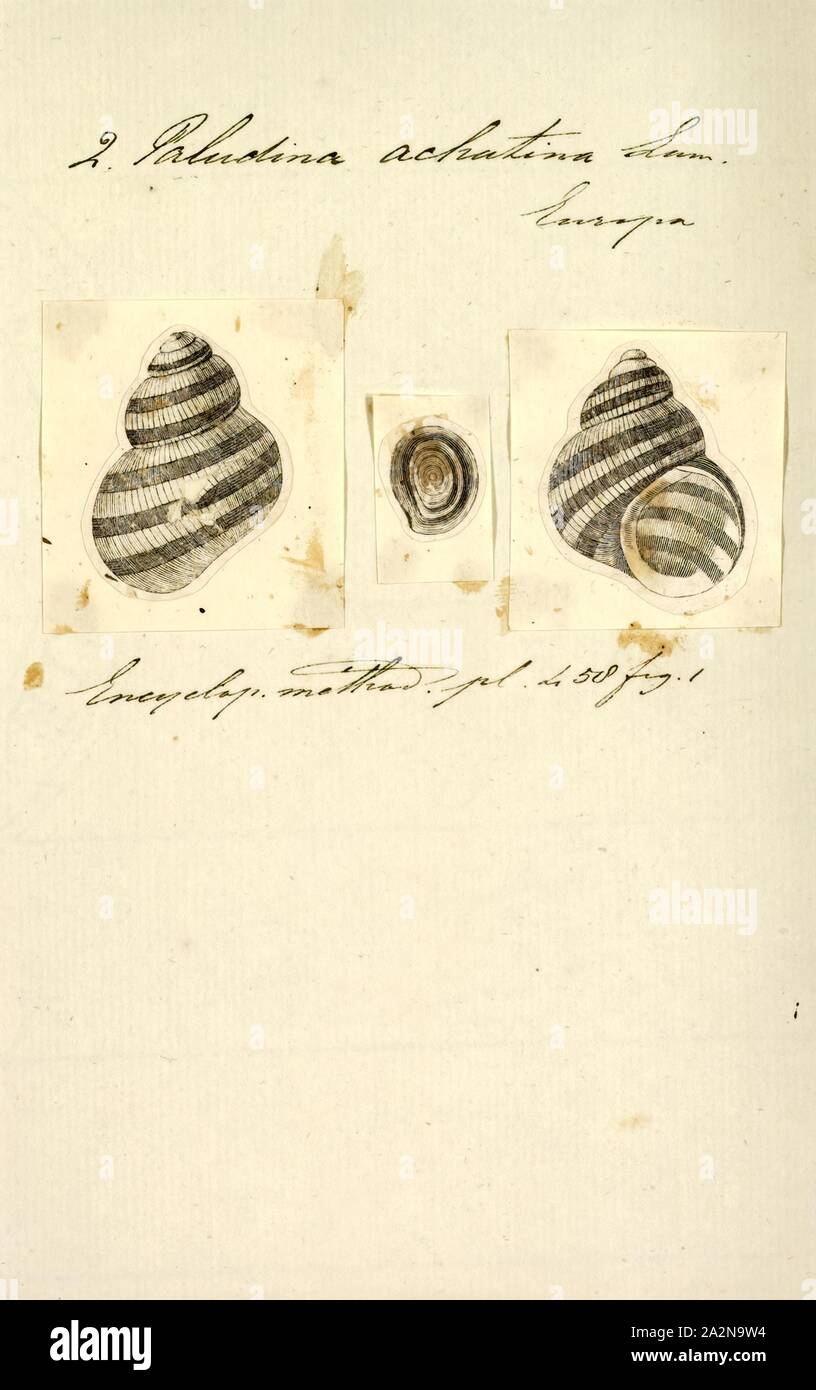 Paludina achatina, Print, Viviparus, common name the river snails, is a ...