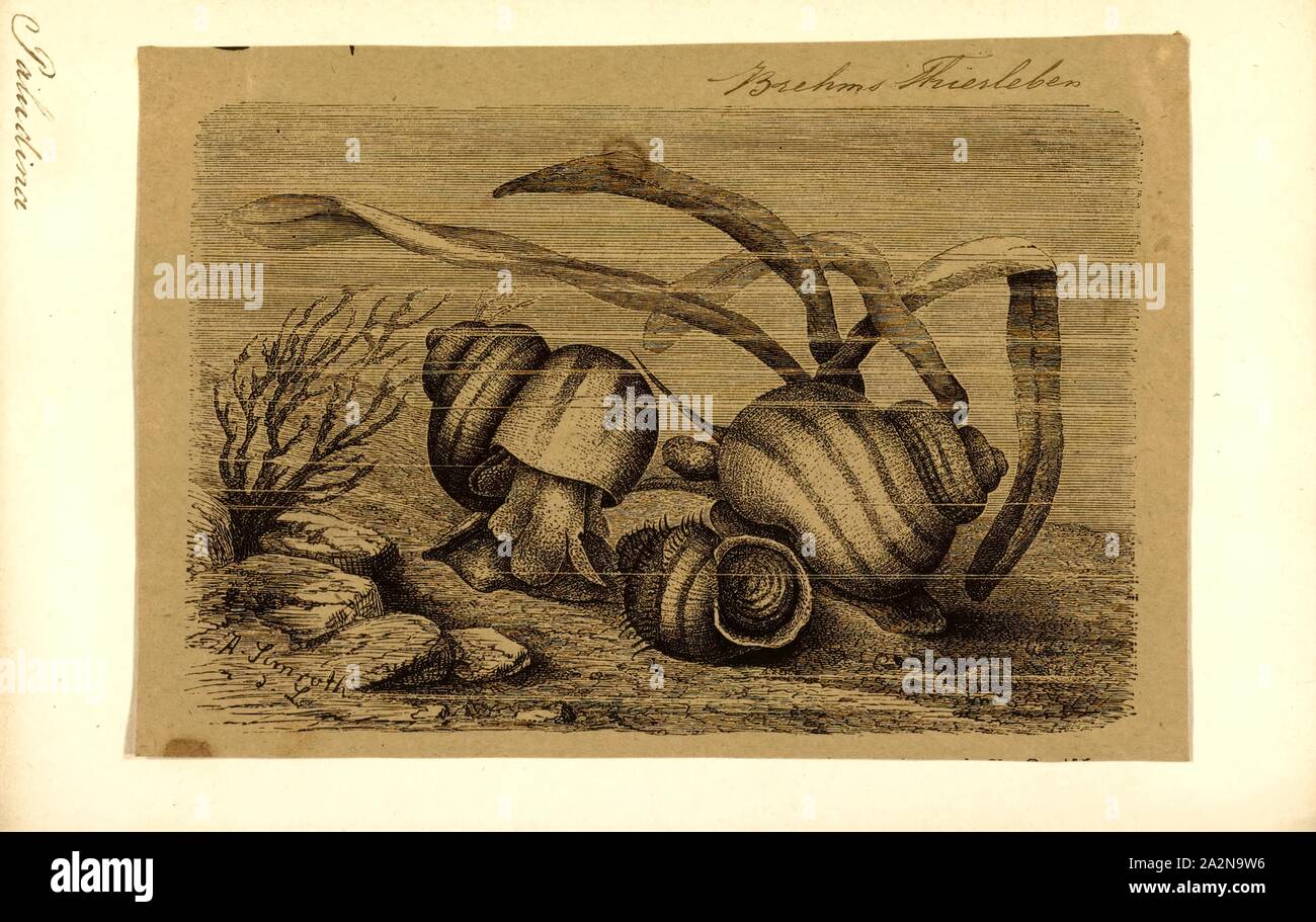 Paludina vivipara, Print, Viviparus, common name the river snails, is a ...