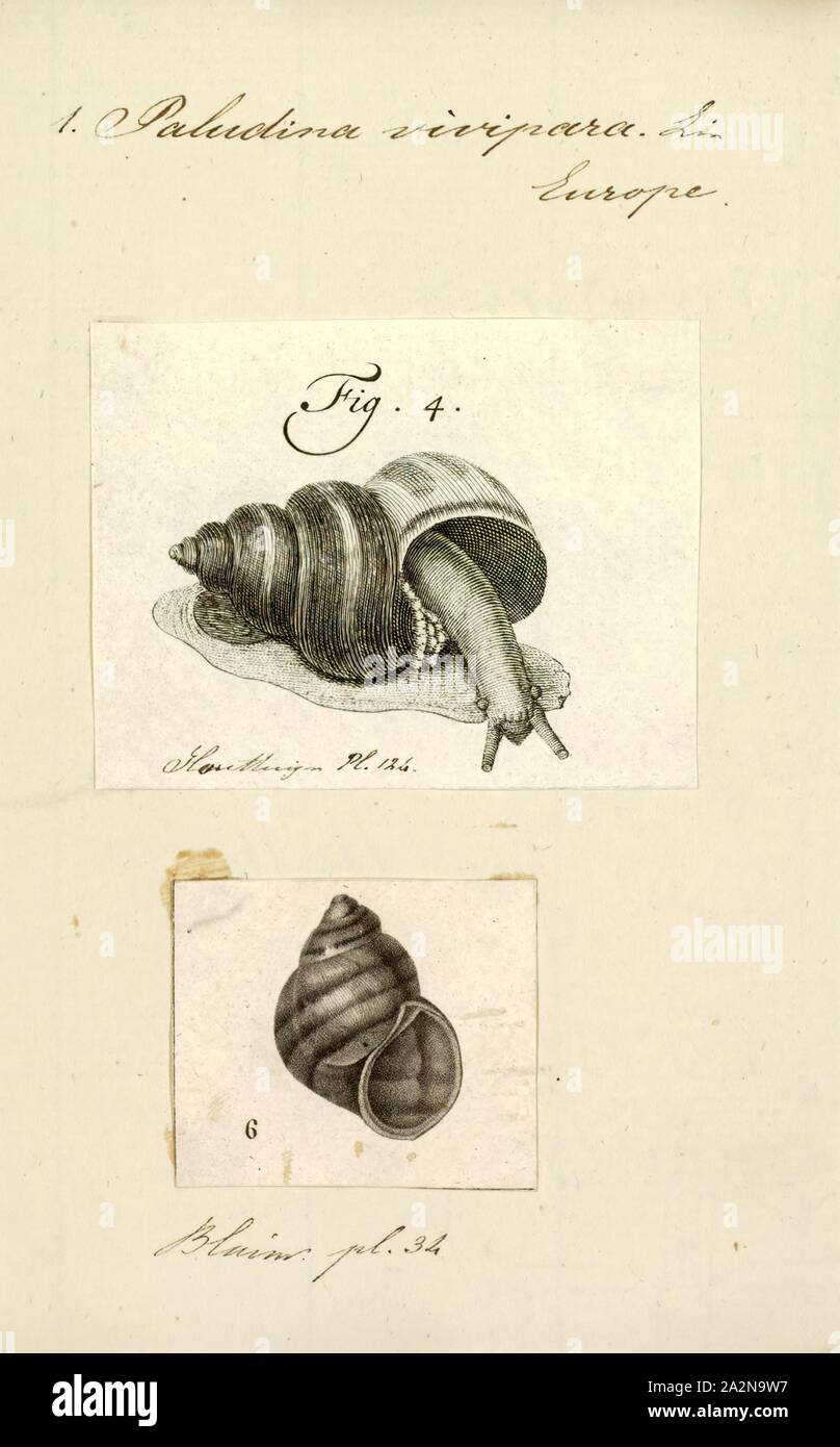 Paludina vivipara, Print, Viviparus, common name the river snails, is a ...