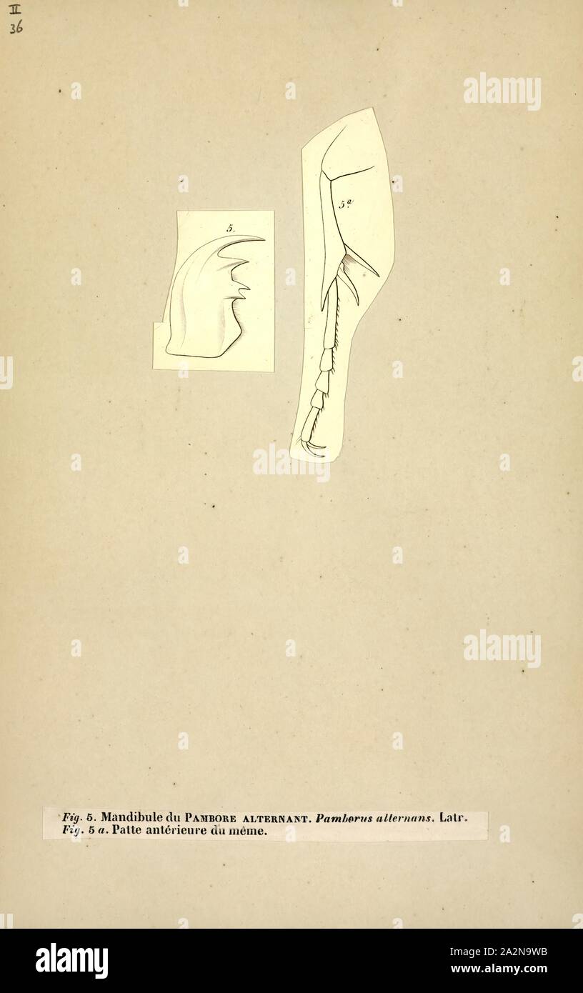 Pamborus, Print, Pamborus is a genus of beetles in the family Carabidae ...