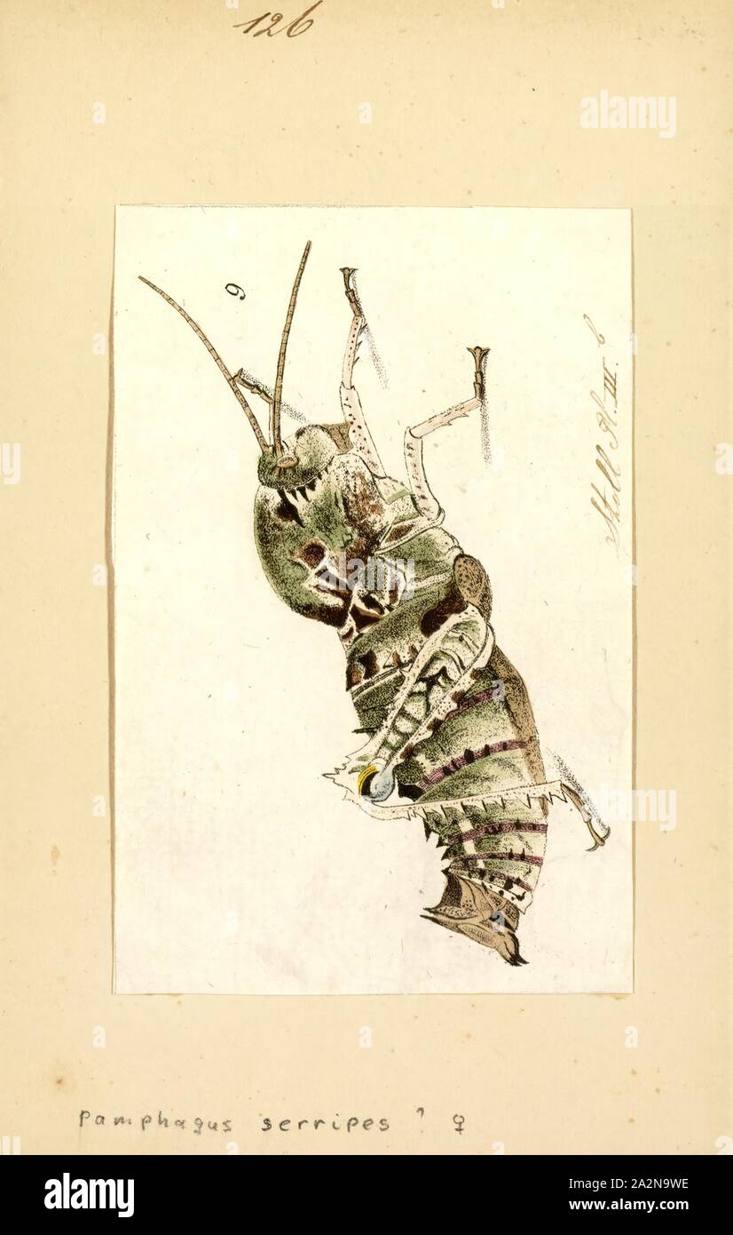 Pamphagidae hi-res stock photography and images - Alamy