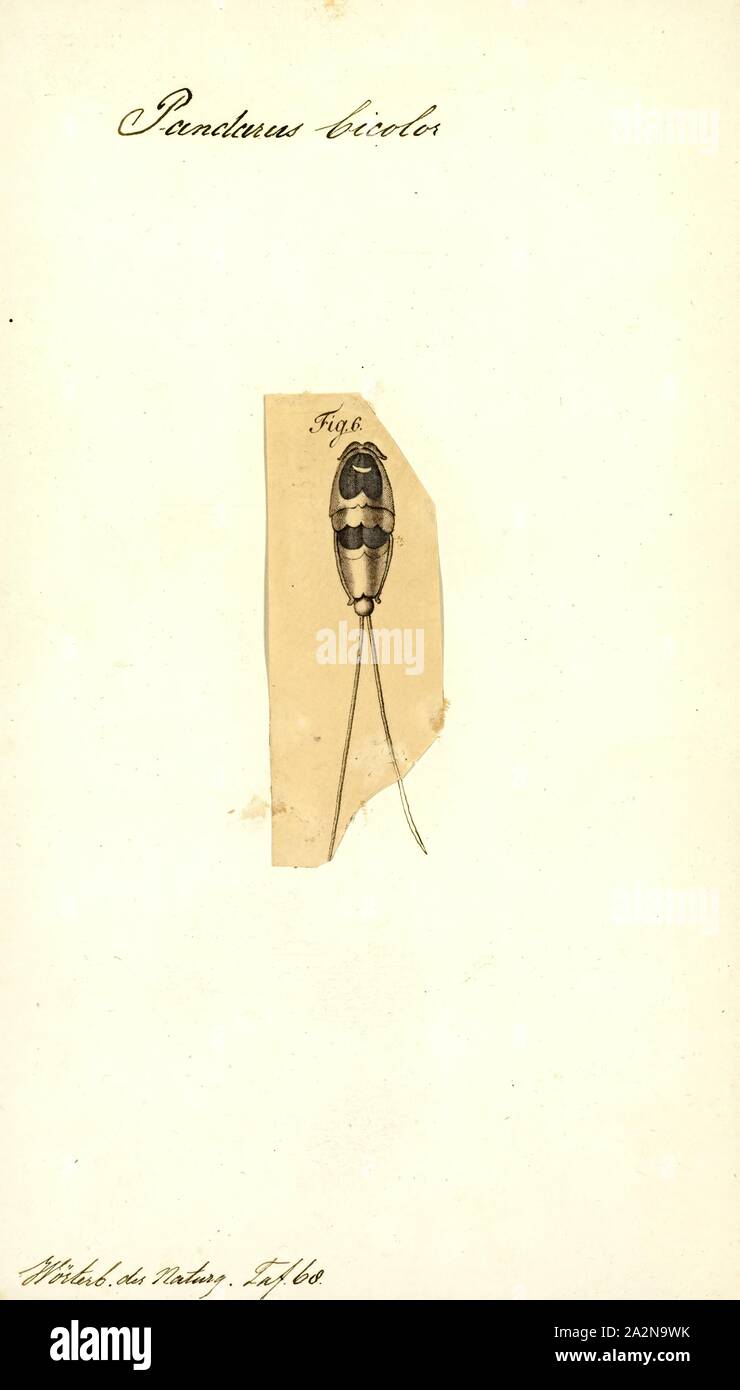 Pandarus hi-res stock photography and images - Alamy