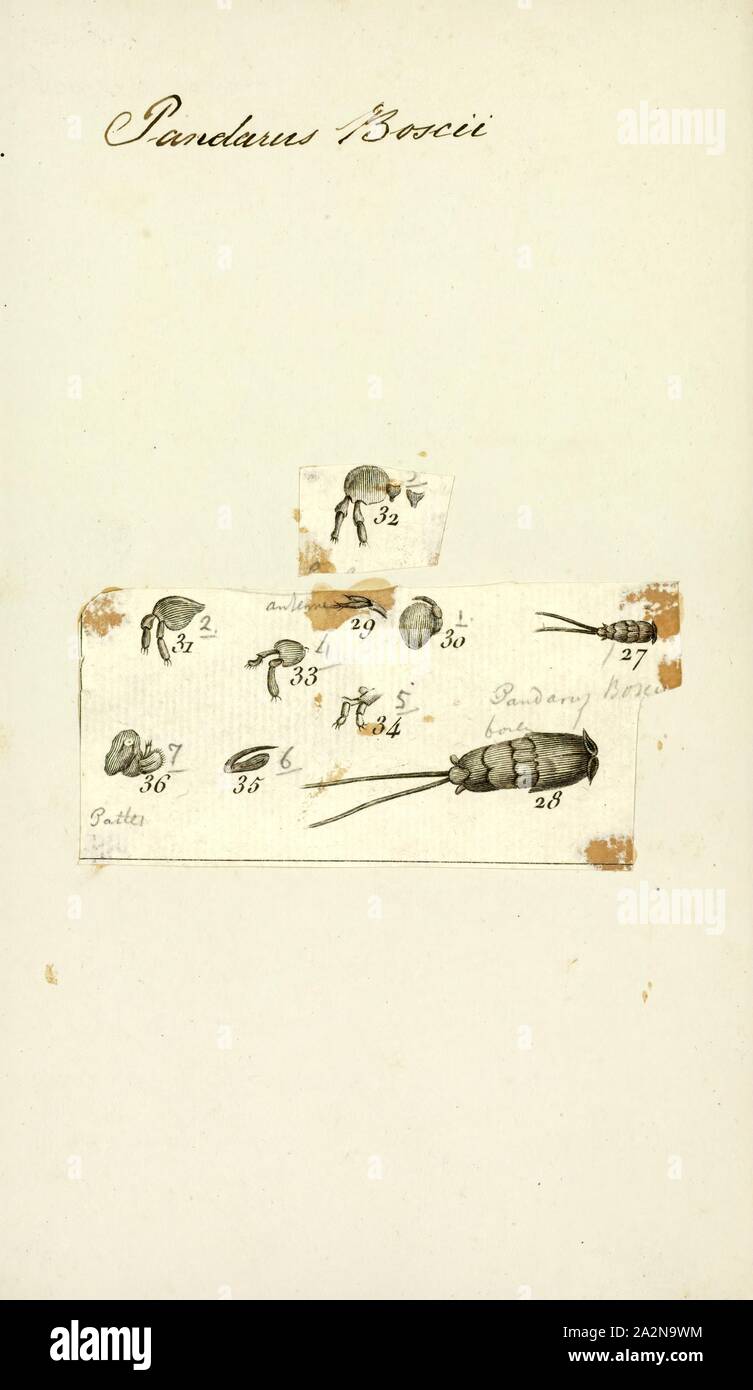 Pandarus boscii hi-res stock photography and images - Alamy