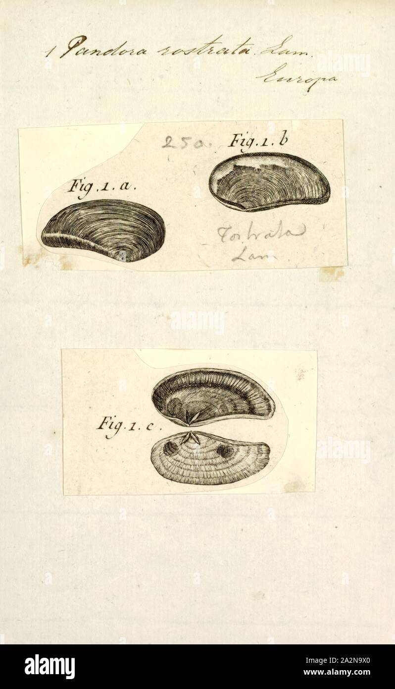 Pandora rostrata, Print Stock Photo - Alamy