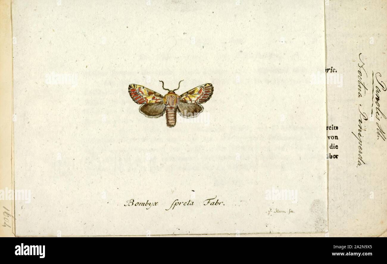 Panolis, Print, Panolis is a moth genus in the family Noctuidae Stock ...