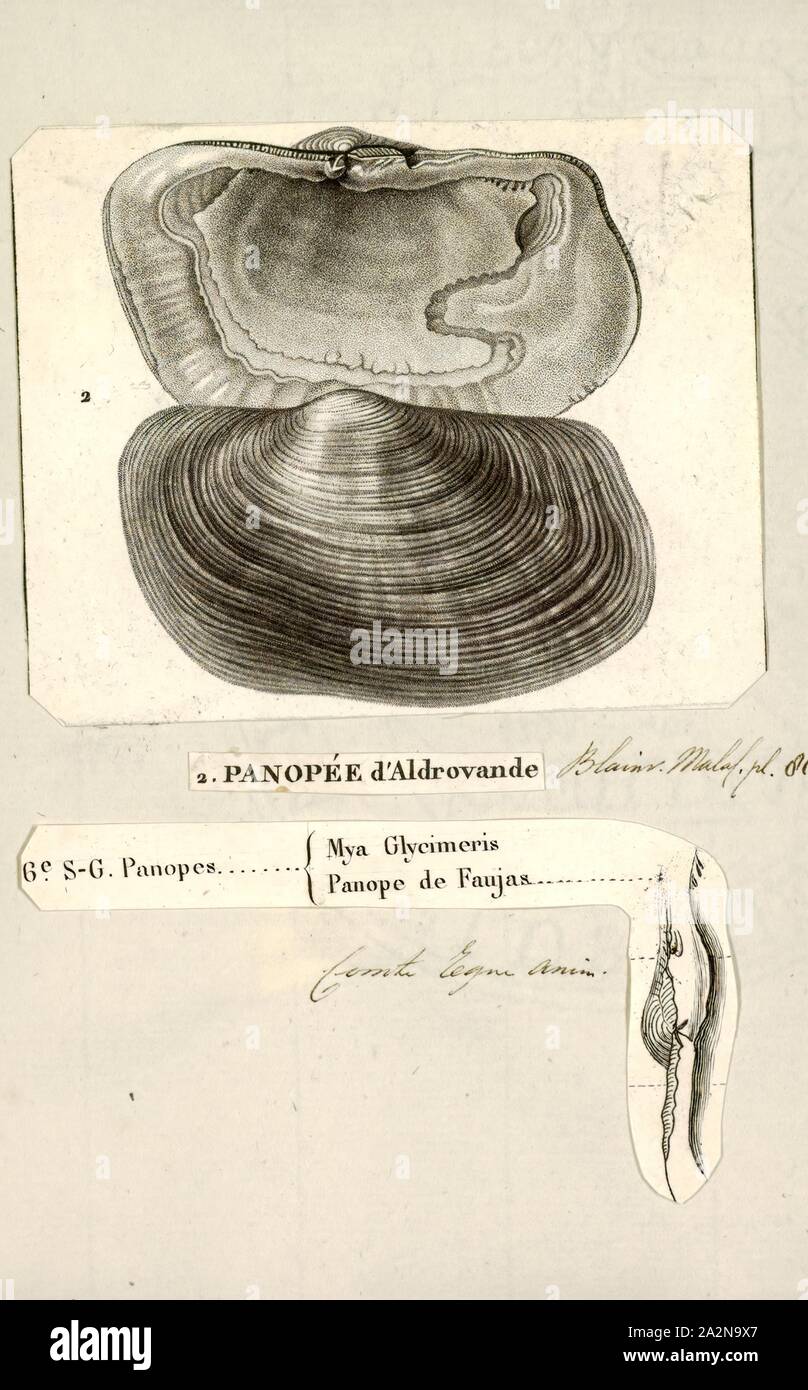 Panopaea aldrovandi, Print Stock Photo - Alamy