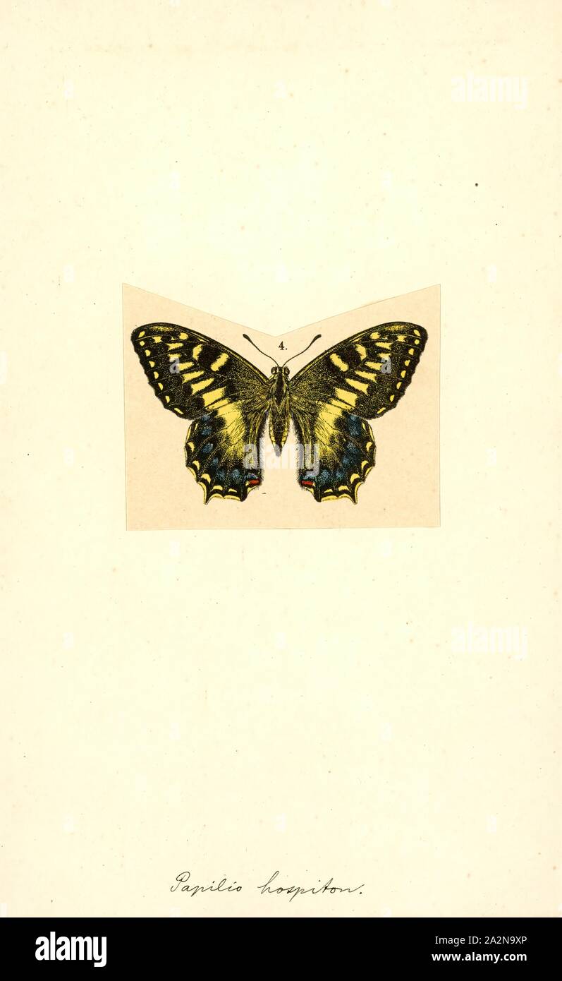 Papilio hospiton, Print, Papilio hospiton, the Corsican swallowtail, is ...