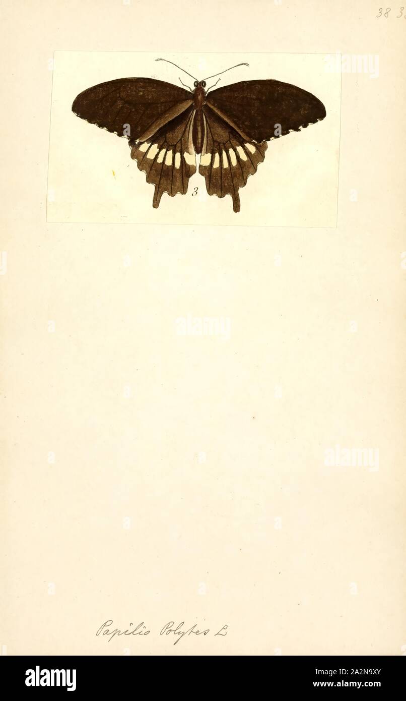 Papilio polytes, Print, Papilio polytes, the common Mormon, is a common ...
