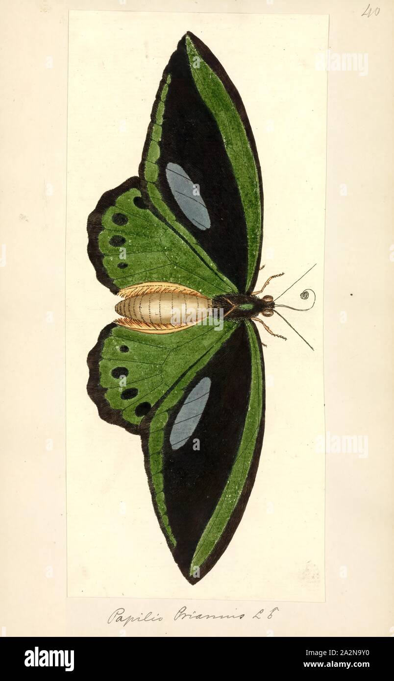 Papilio priamus hi-res stock photography and images - Alamy