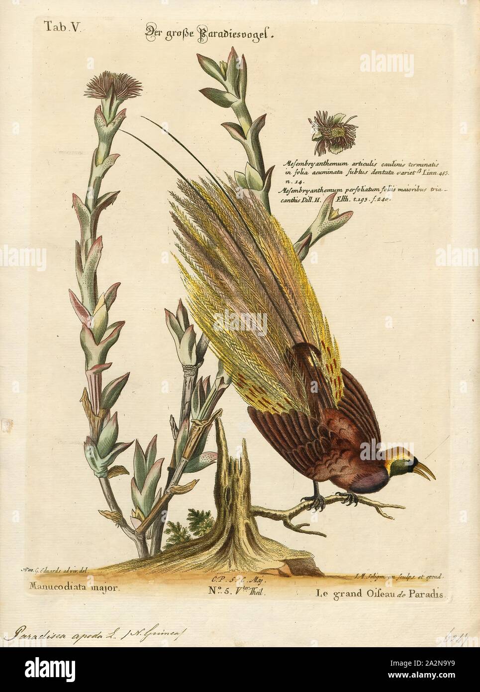 Paradisea apoda, Print, Paradisea (paradise lily) is a European genus ...