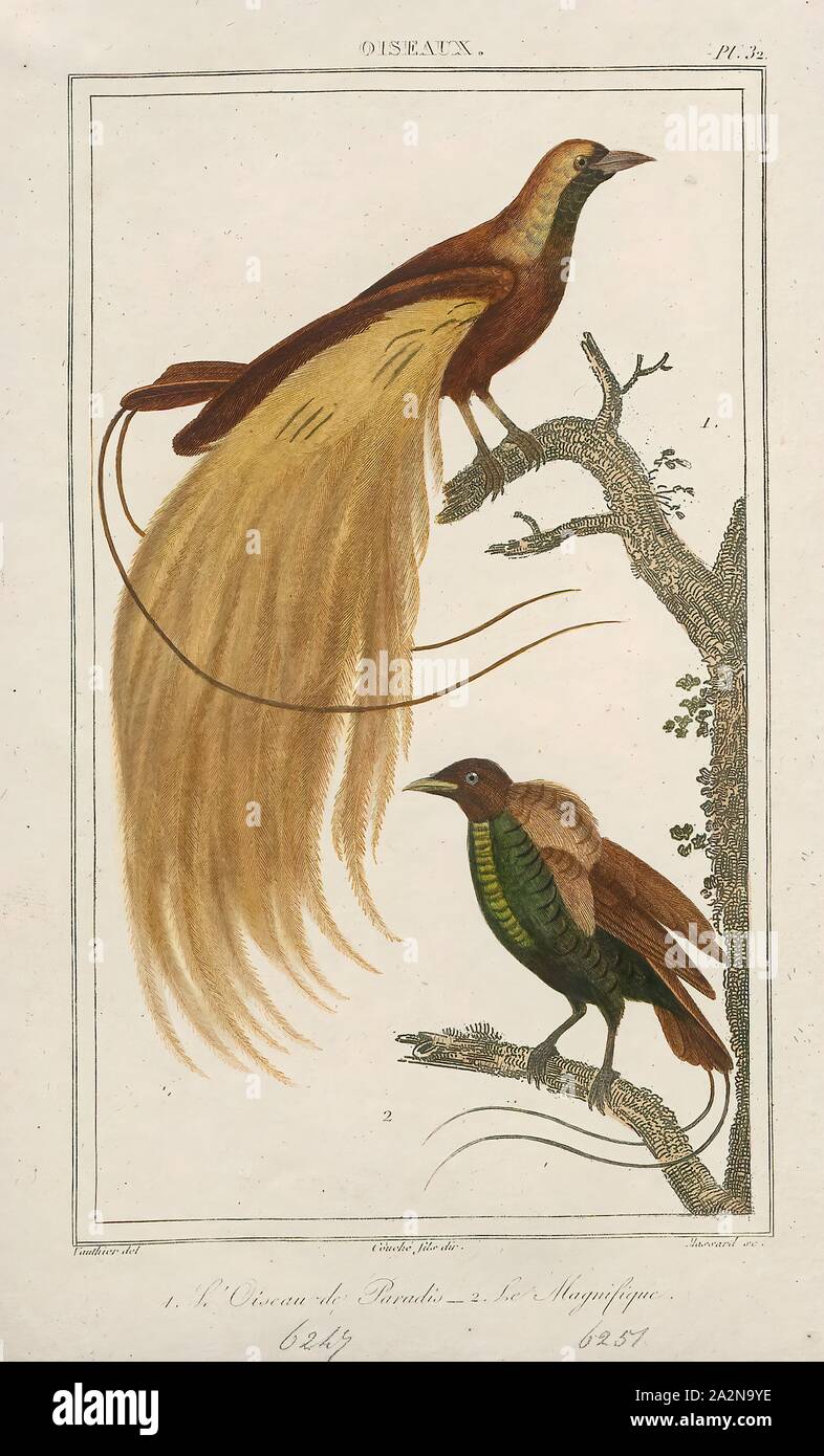 Anthericaceae family hi-res stock photography and images - Alamy