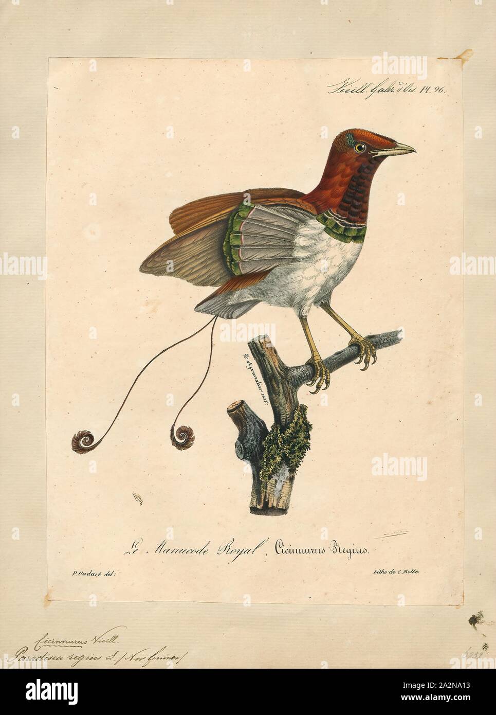 Paradisea regius, Print, Paradisea (paradise lily) is a European genus ...