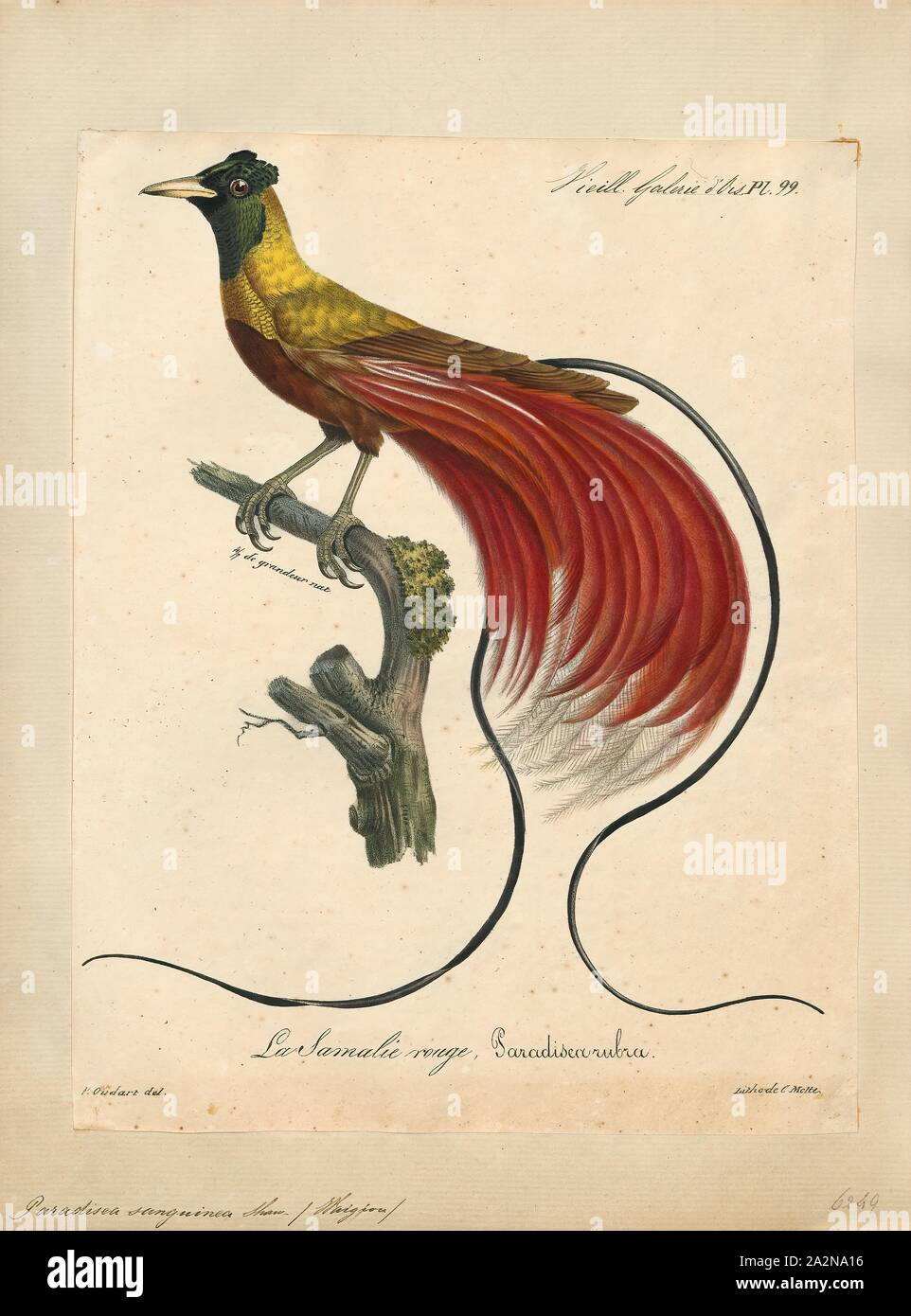 Paradisea sanguinea, Print, Paradisea (paradise lily) is a European ...