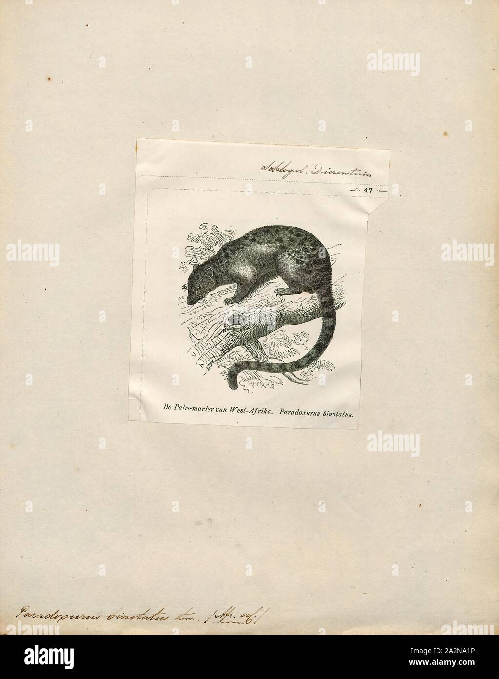 Paradoxurus binotatus hi-res stock photography and images - Alamy