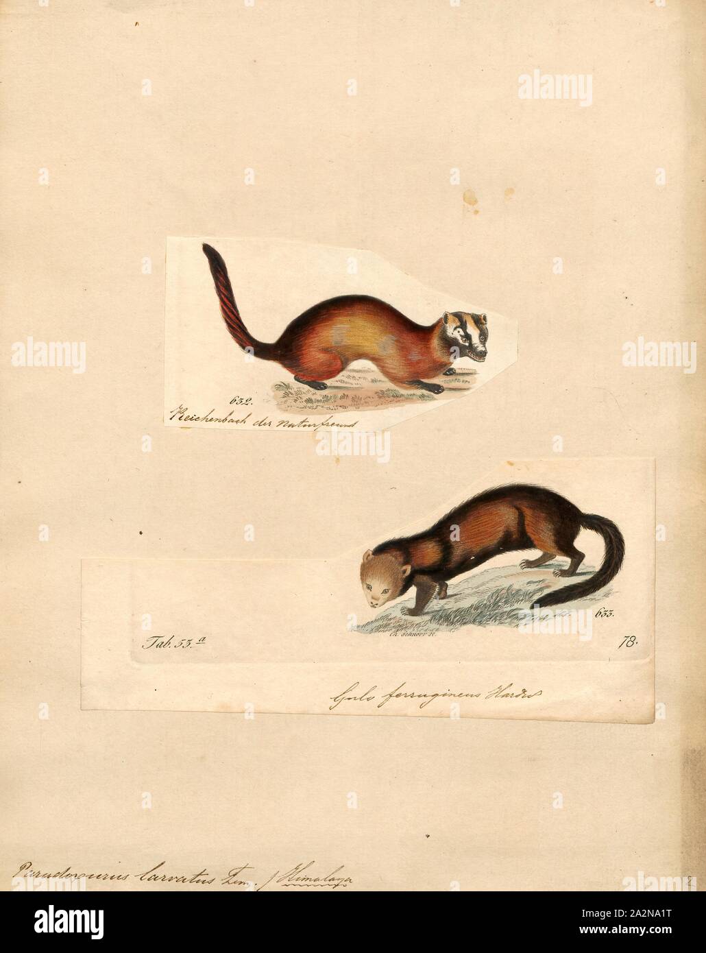 Paradoxurus larvatus hi-res stock photography and images - Alamy