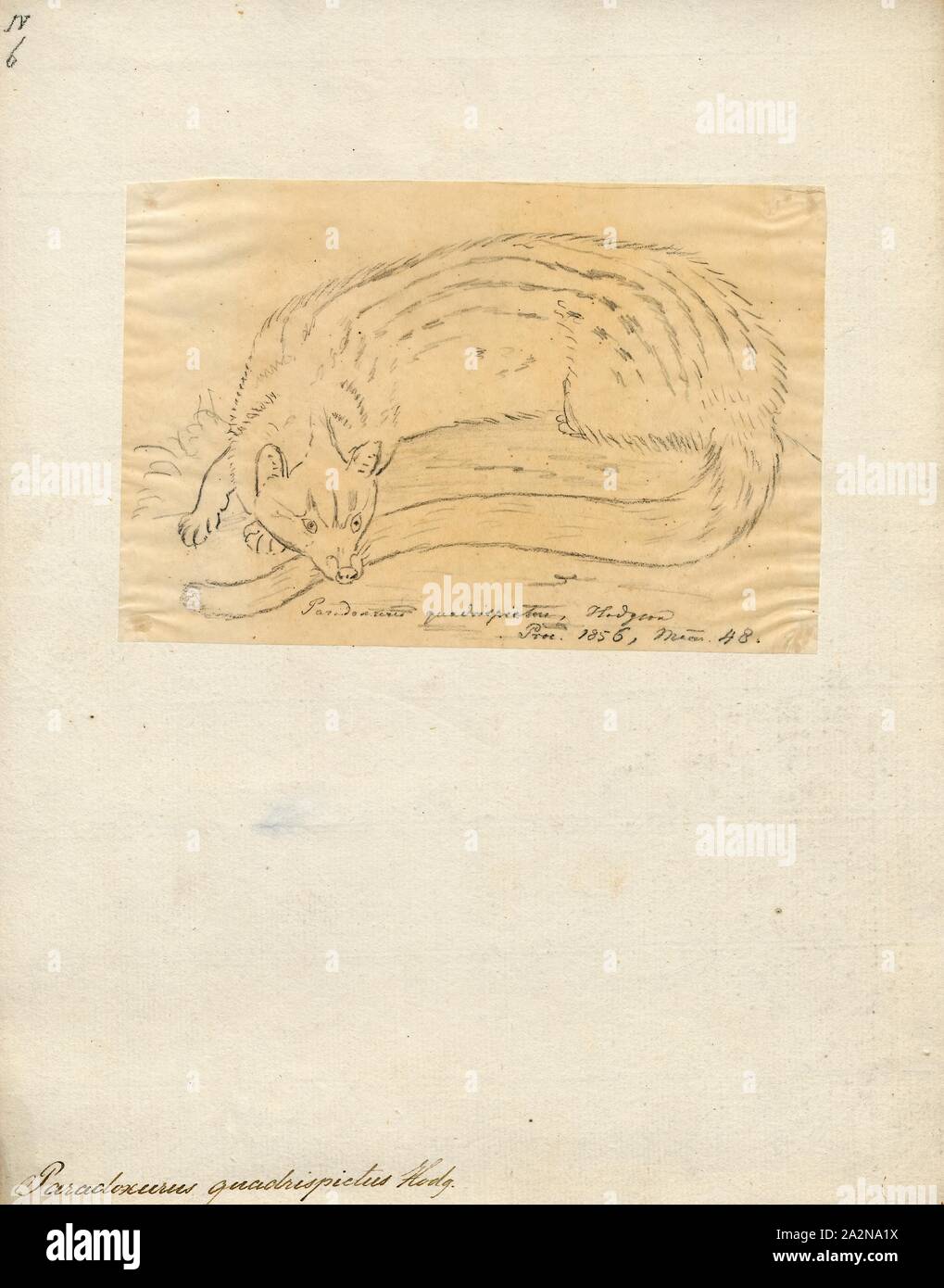 Paradoxurus quadrispictus hi-res stock photography and images - Alamy