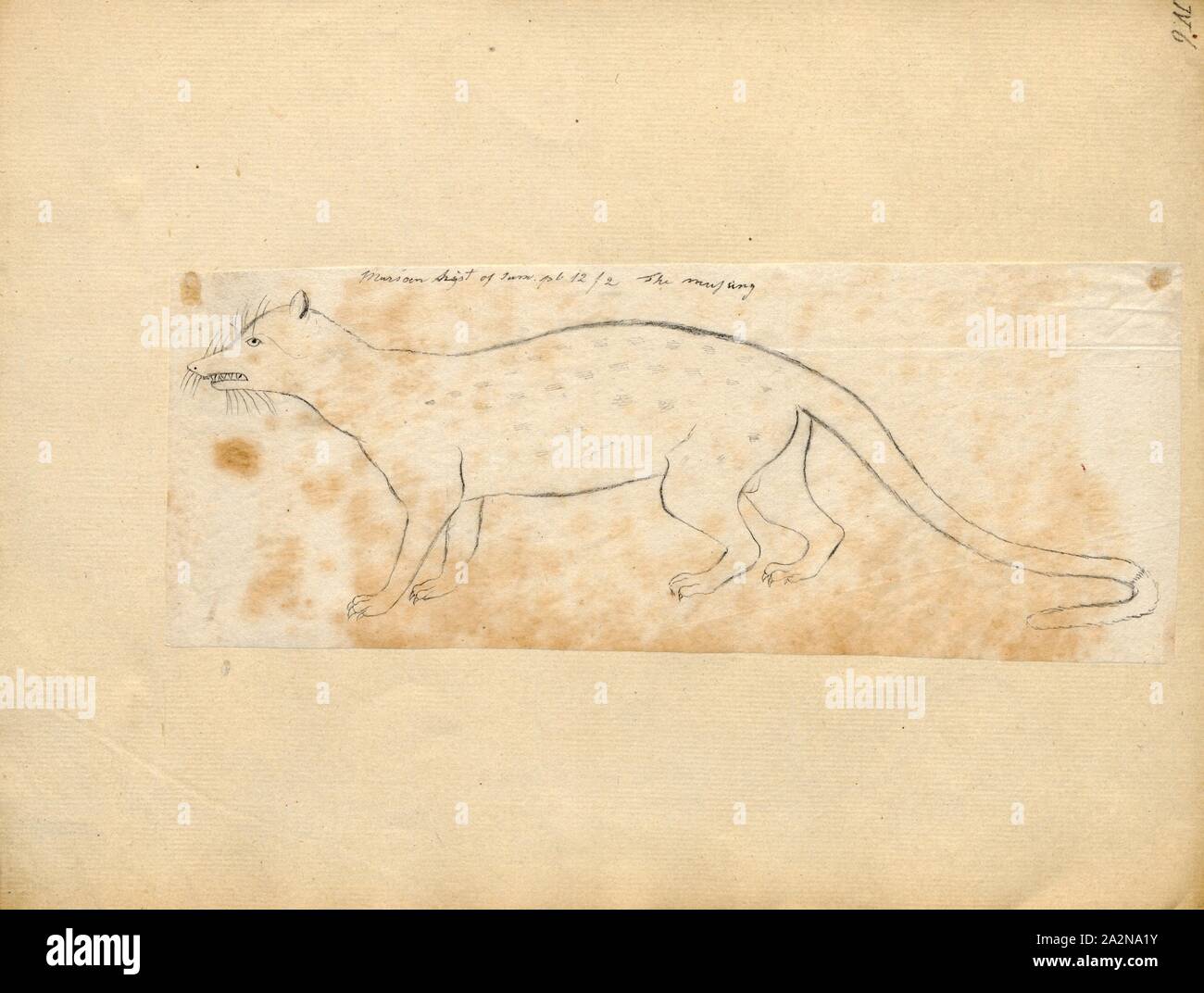 Paradoxurus spec., Print, Palm Civet (Paradoxurus) unknown, 1700-1880 ...