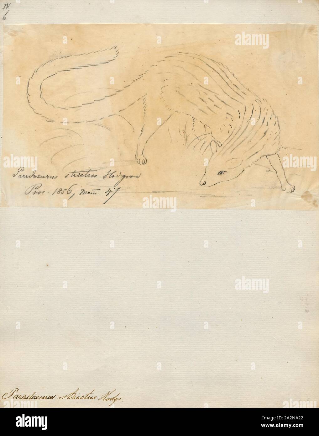 Paradoxurus strictus, Print, Paradoxurus is a genus within the viverrid ...