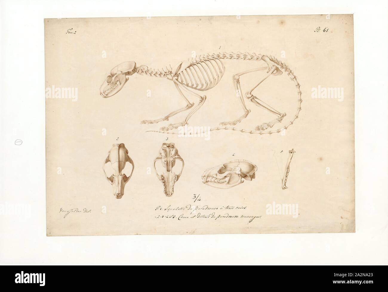 Paradoxurus trivirgatus hi-res stock photography and images - Alamy