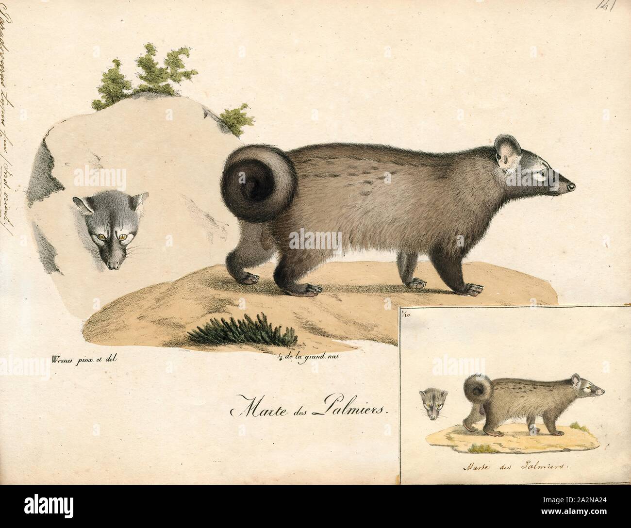 Asian Palm Civet Paradoxurus High Resolution Stock Photography and ...