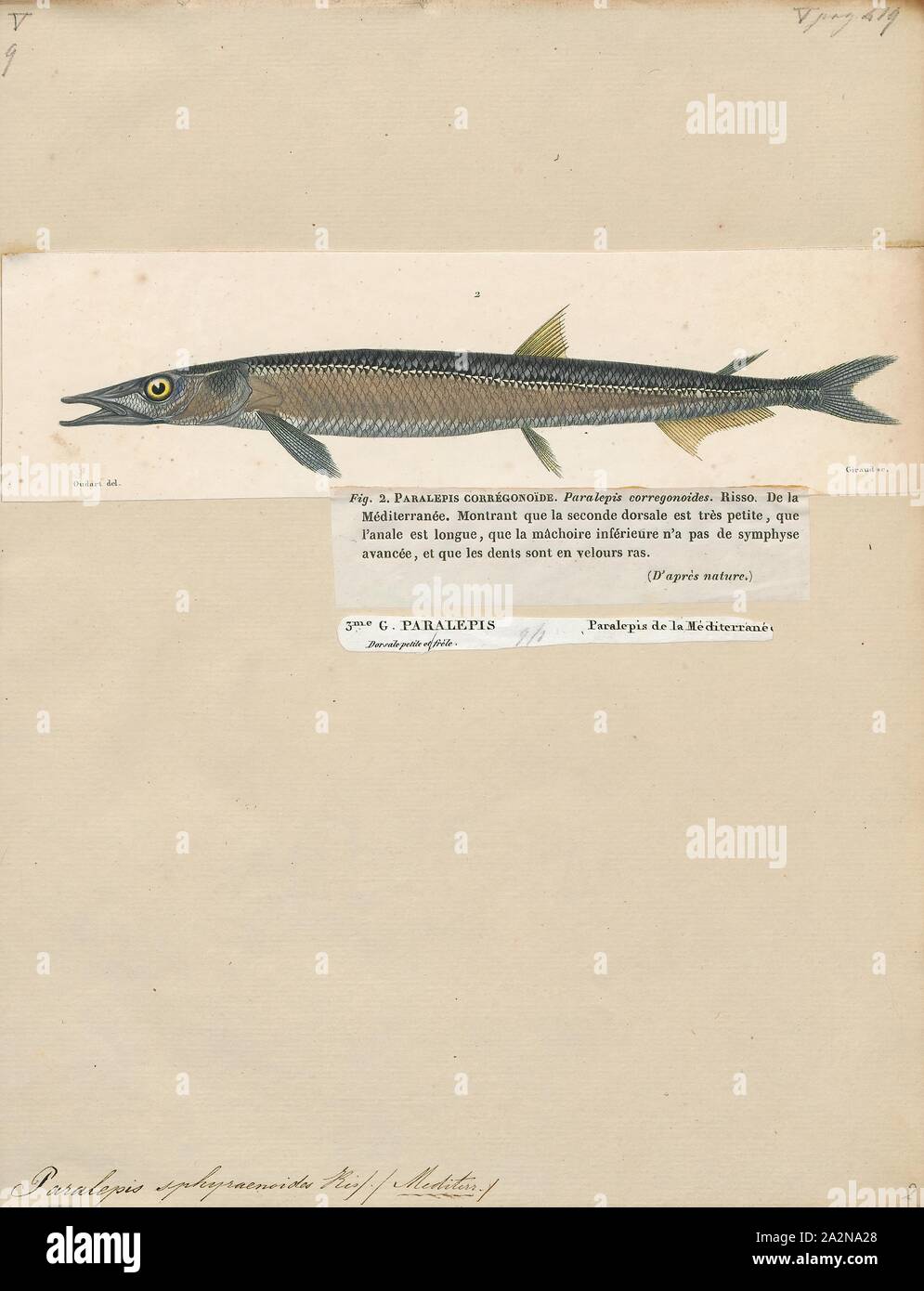 Paralepis sphyraenoides hi-res stock photography and images - Alamy