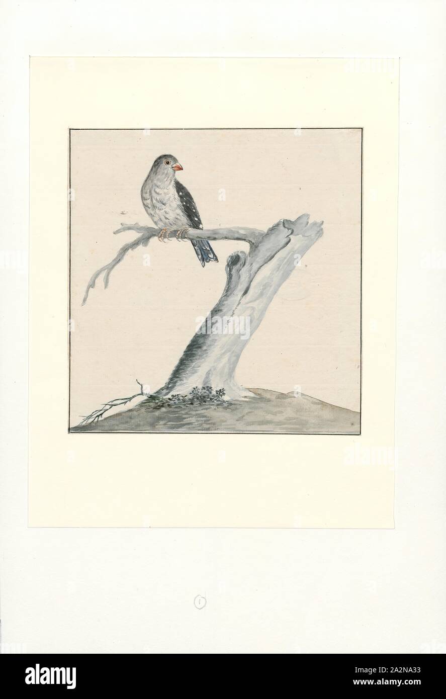 Peep wrens hi-res stock photography and images - Alamy