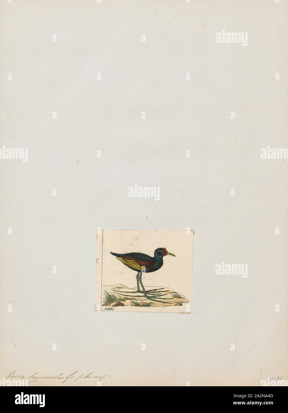 Parra hypomelaena, Print, 1820-1863 Stock Photo - Alamy
