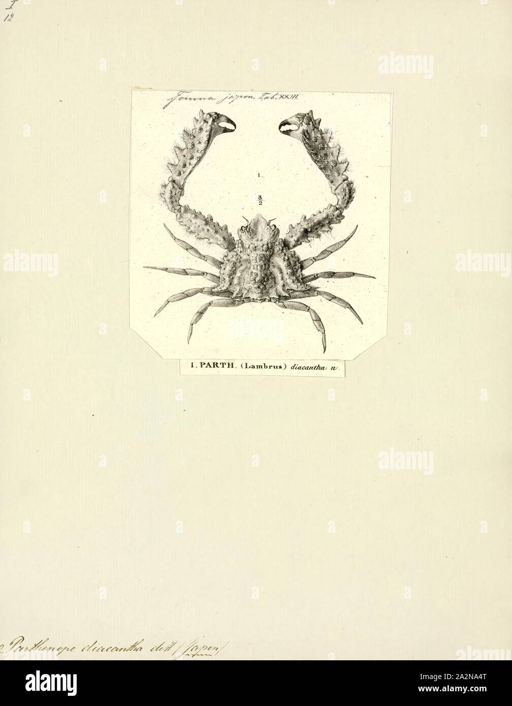 Parthenope diacantha hi-res stock photography and images - Alamy