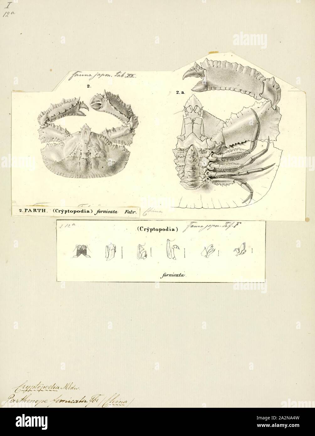Arthenope hi-res stock photography and images - Alamy