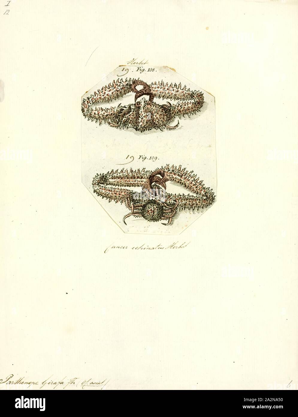 Parthenope girafa hi-res stock photography and images - Alamy