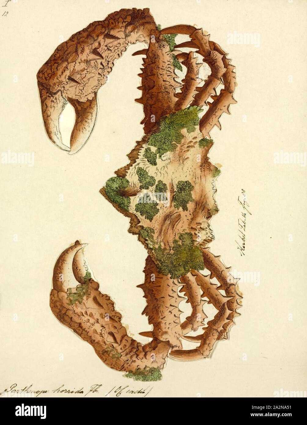 Arthenope hi-res stock photography and images - Alamy