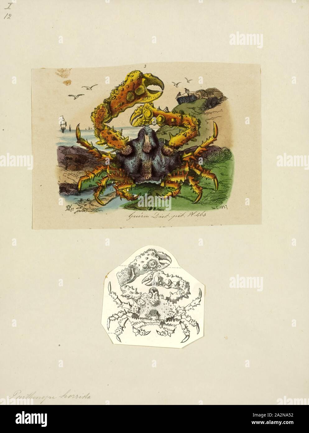 Arthenope hi-res stock photography and images - Alamy