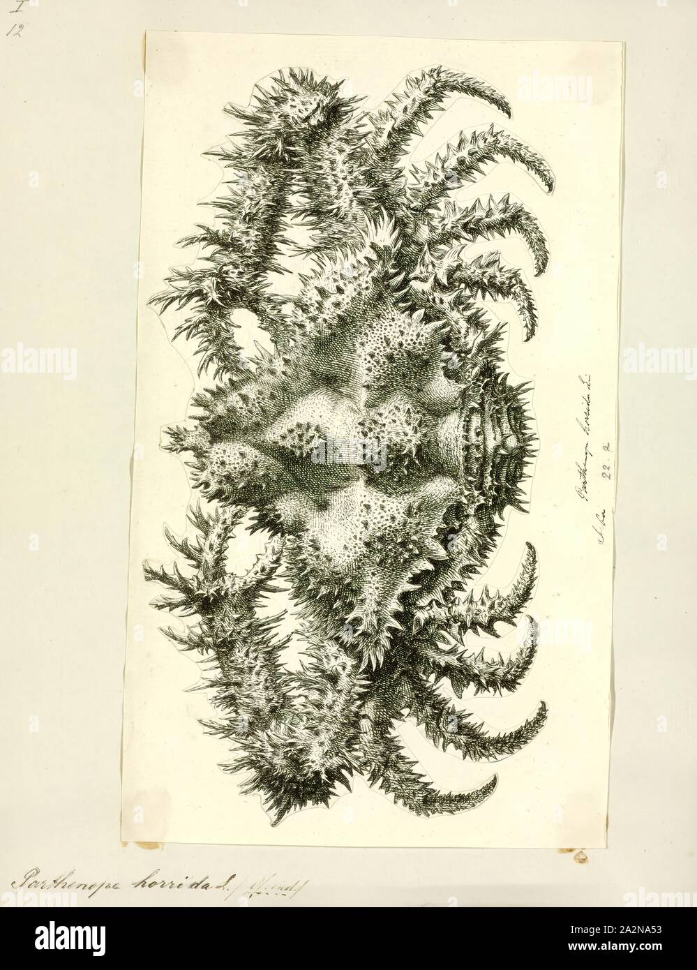 Arthenope hi-res stock photography and images - Alamy