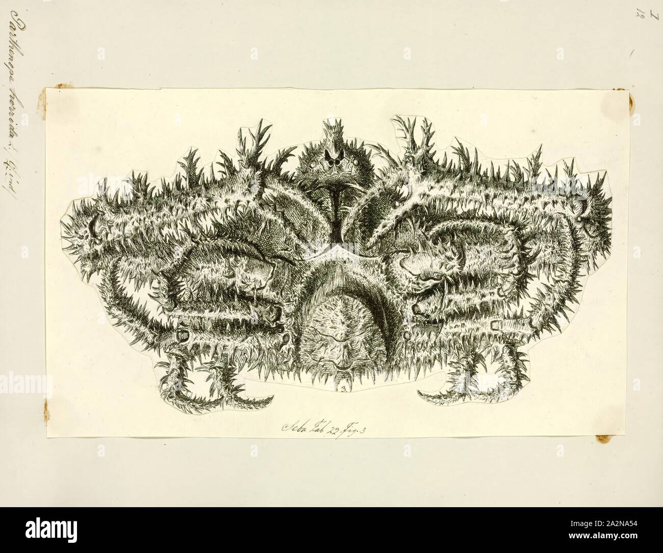 Parthenope horrida, Print, Parthenope (crab), a genus of crabs in the ...