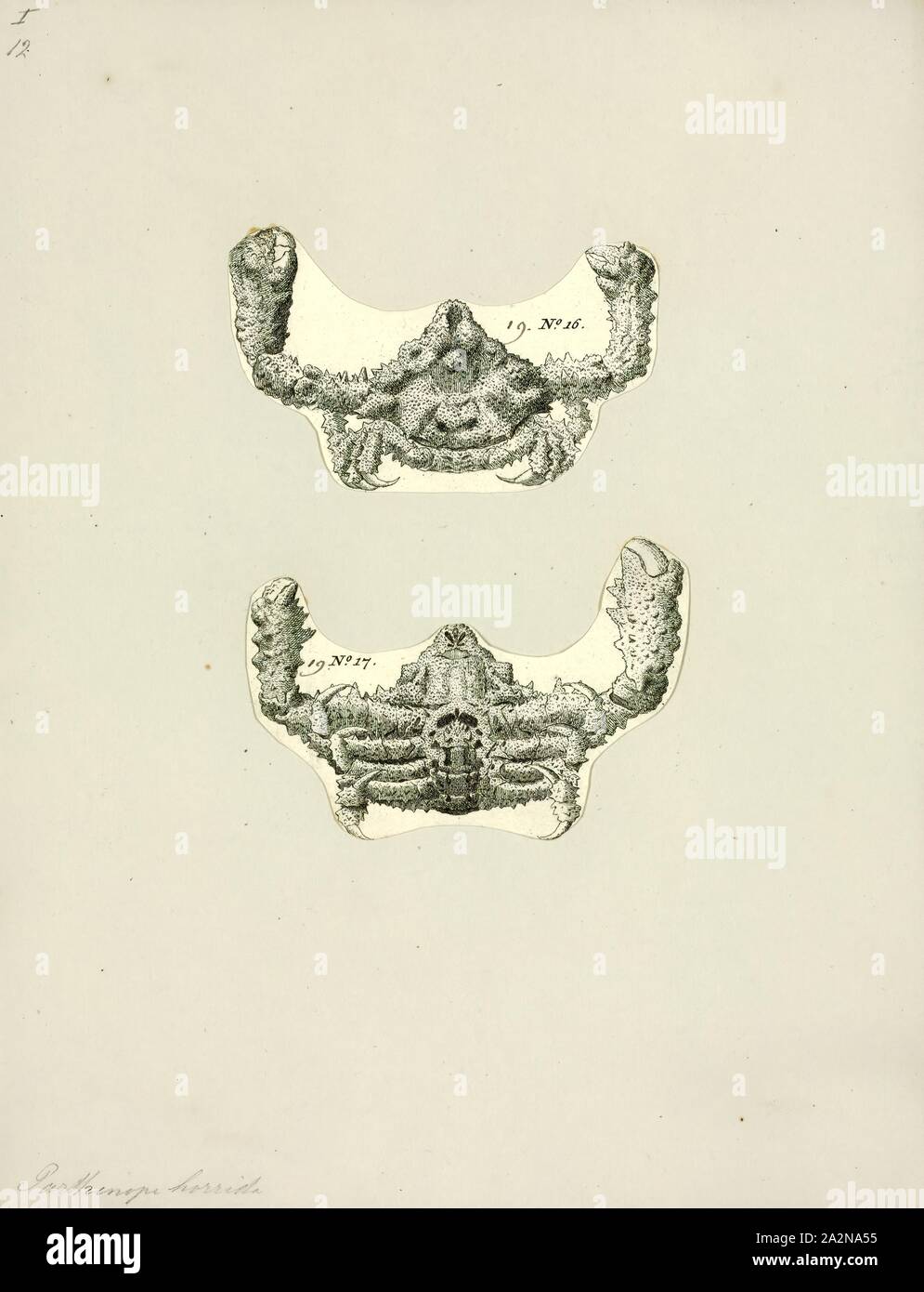 Arthenope hi-res stock photography and images - Alamy