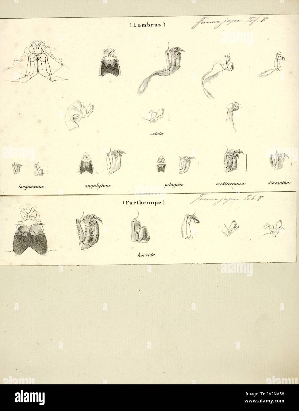 Parthenope spec hi-res stock photography and images - Alamy