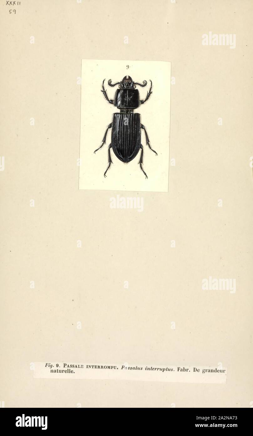 Passalus, Print, Passalus is a genus of beetles of the family ...