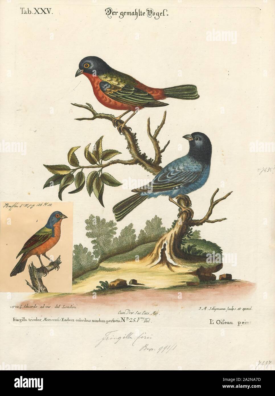 Passerina ciris, Print, The painted bunting (Passerina ciris) is a ...