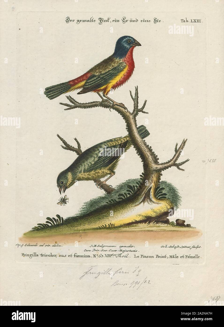 Passerina ciris, Print, The painted bunting (Passerina ciris) is a ...