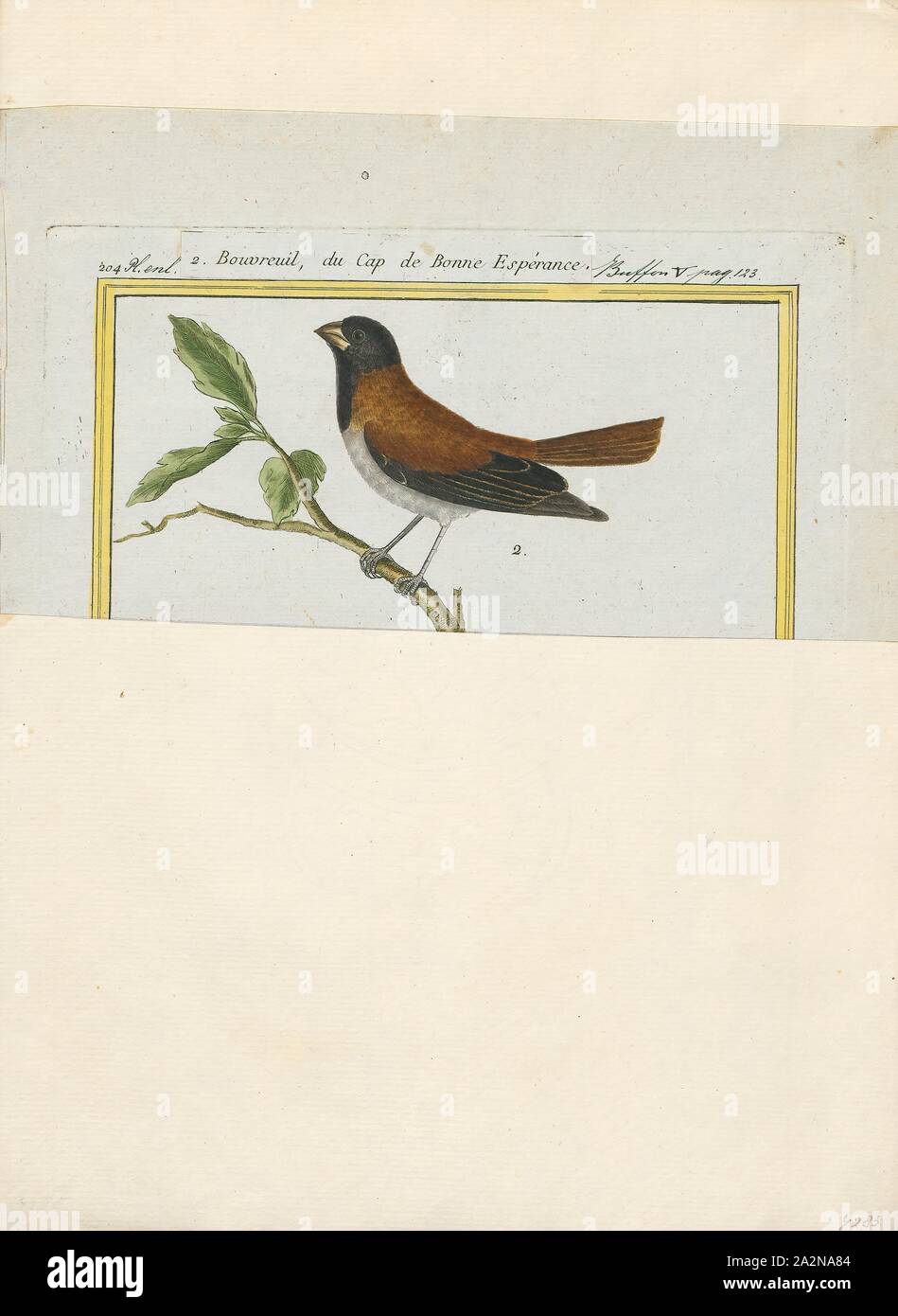 Passer alario, Print, Passer is a genus of sparrows, also known as the ...